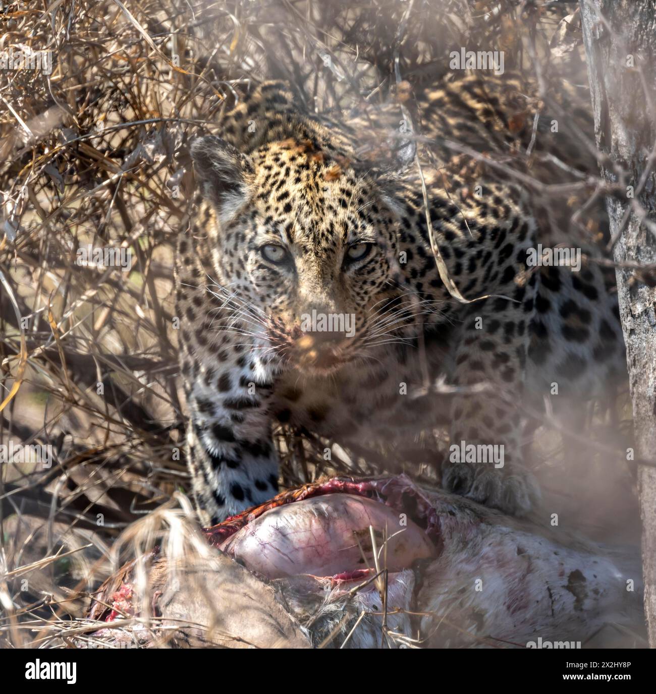 Leopard (Panthera pardus), adult female eating killed antelope, looking ...