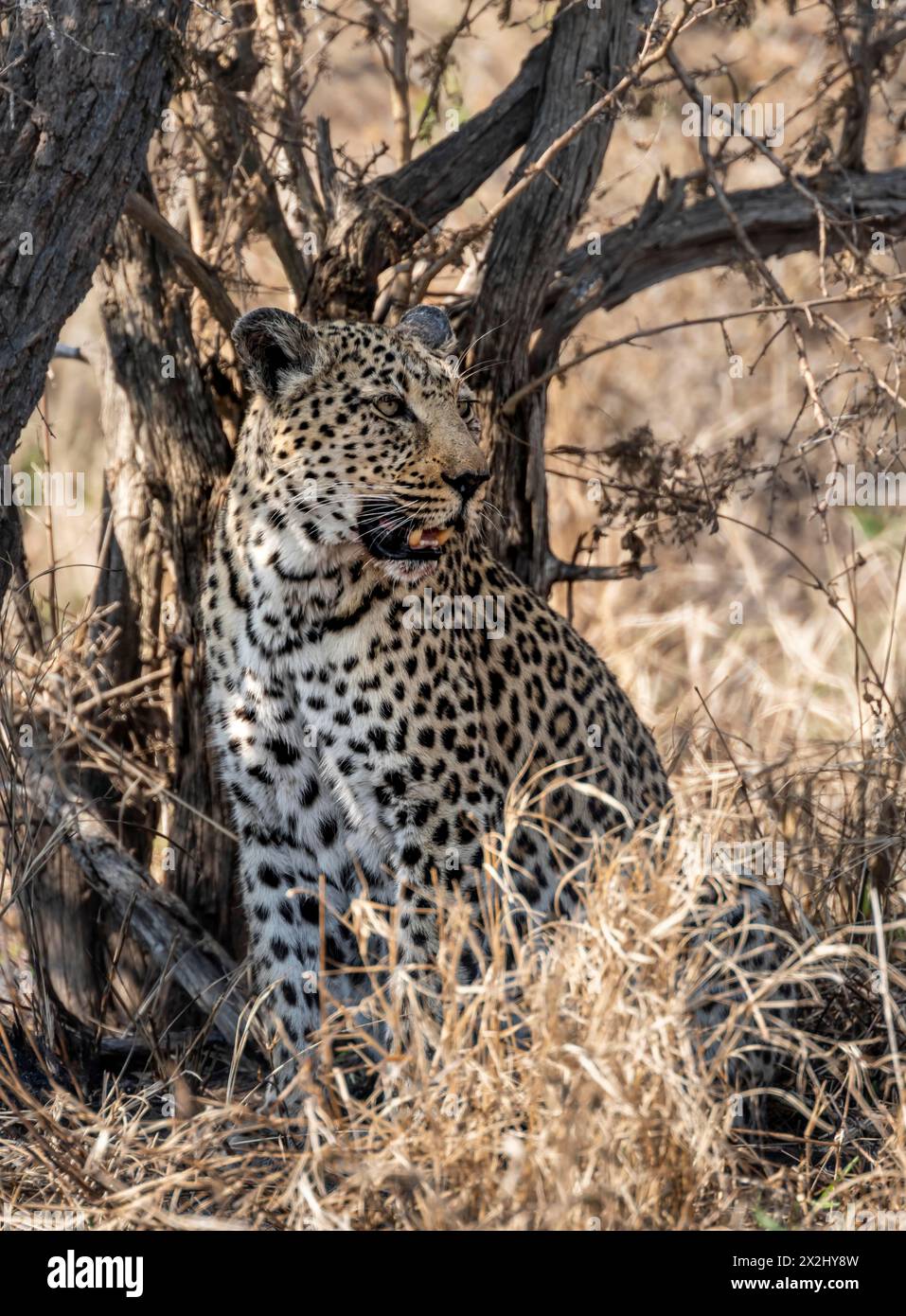 Leopard (Panthera pardus) sitting in dry grass, adult female, Kruger ...