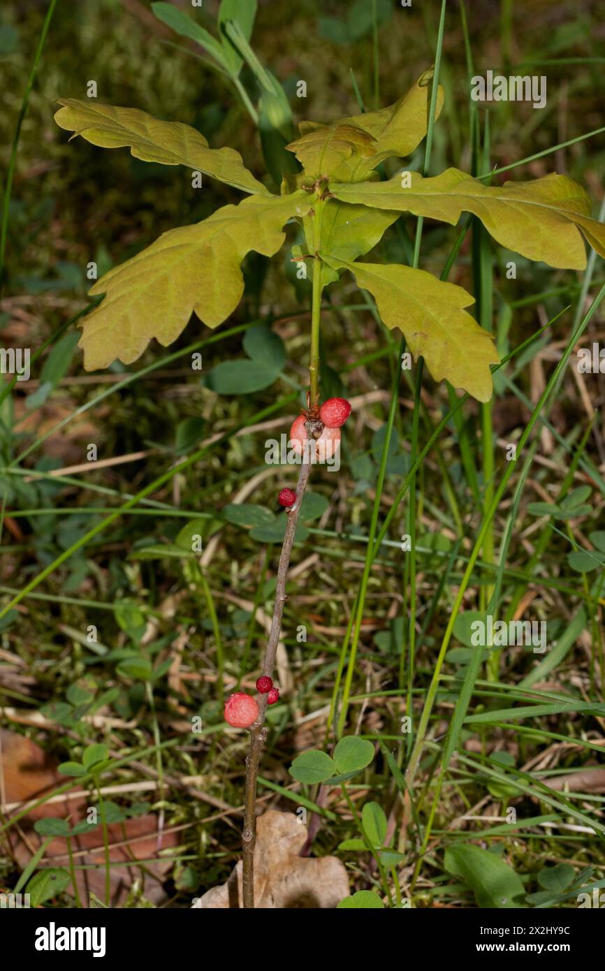 Sponge gall wasp, oak sponge gall wasp some red galls on young oak ...