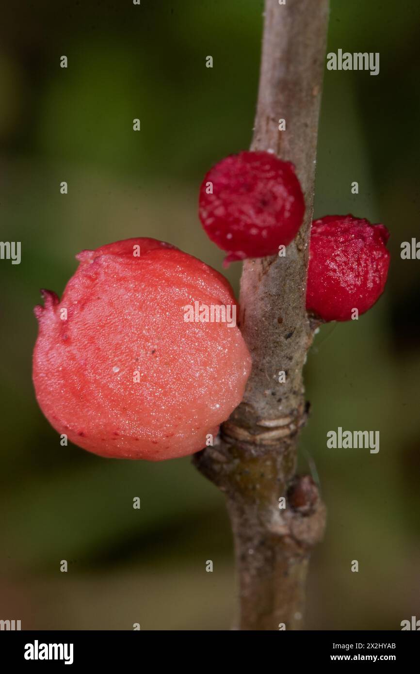 Sponge gall wasp, oak sponge gall wasp three red galls on a brown stalk ...