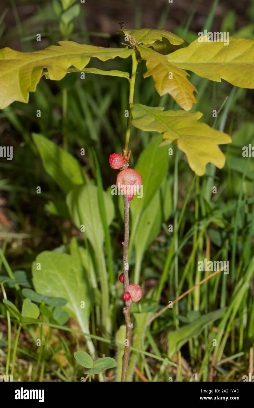 Sponge gall wasp, oak sponge gall wasp some red galls on young oak ...