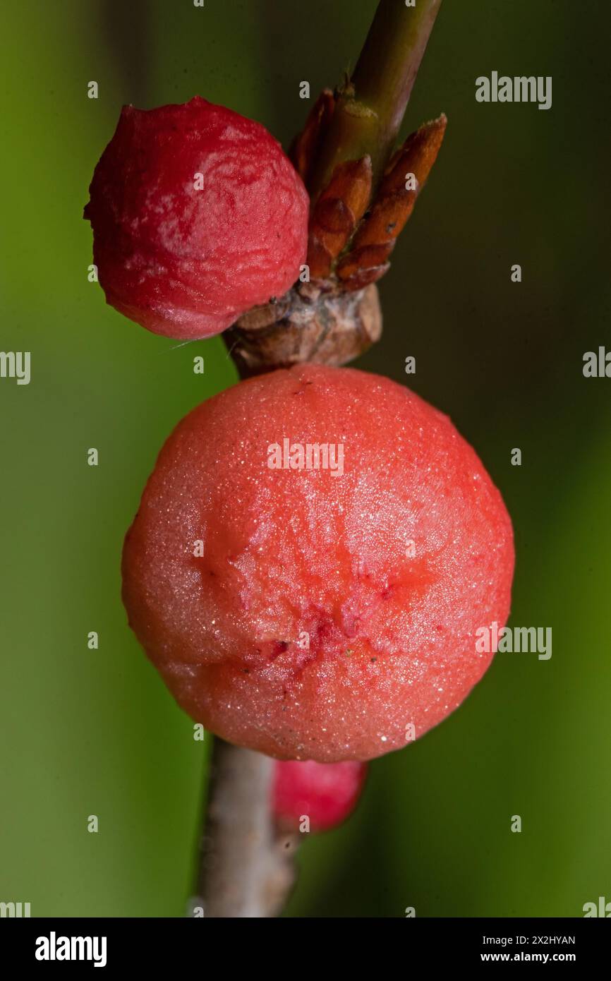 Sponge gall wasp, oak sponge gall wasp two red galls on a brown stalk ...