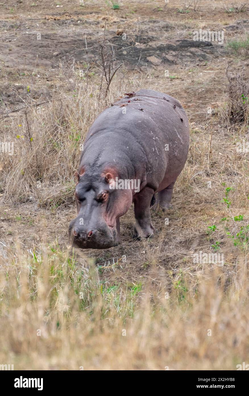 Hippopotamus (Hippopatamus amphibius) grazing, adult, Kruger National ...