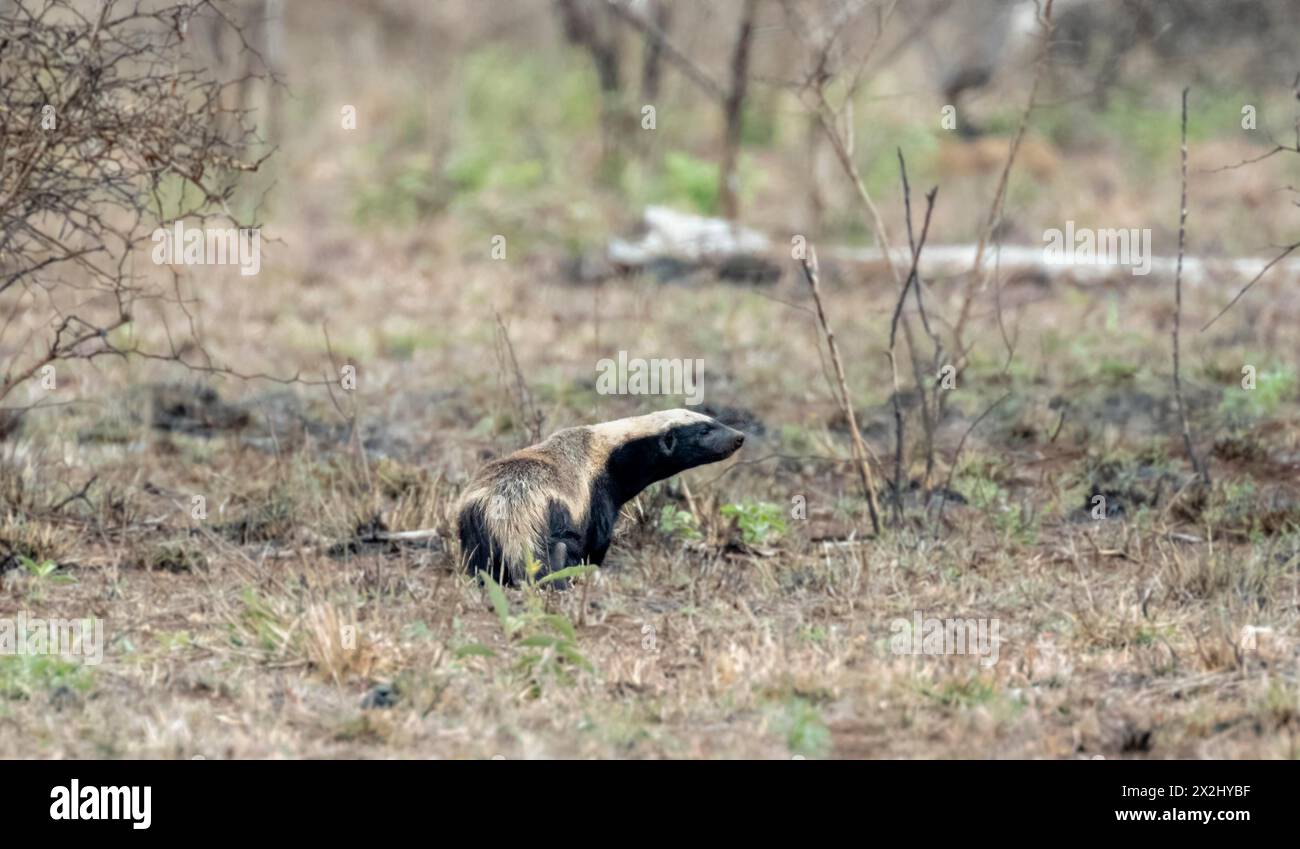 Honey badger (Mellivora capensis), Kruger National Park, South Africa ...