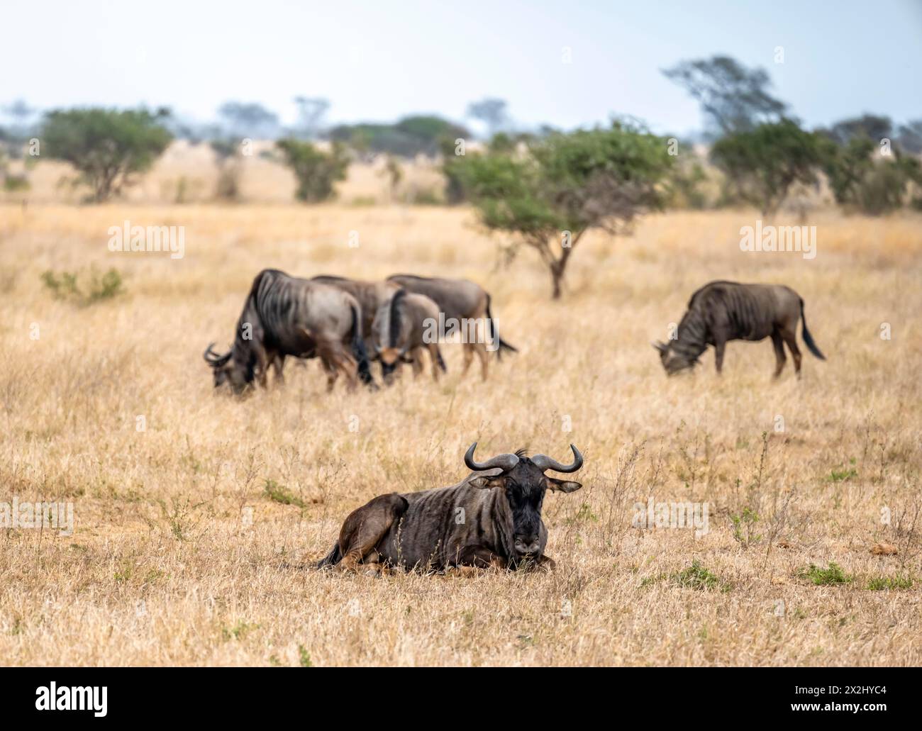 African landscape grass hi-res stock photography and images - Alamy