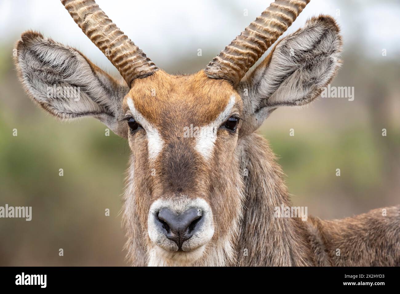 Ellipsen waterbuck (Kobus ellipsiprymnus), adult male, animal portrait ...