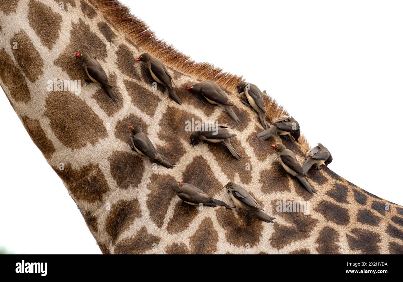 Body detail hi-res stock photography and images - Alamy