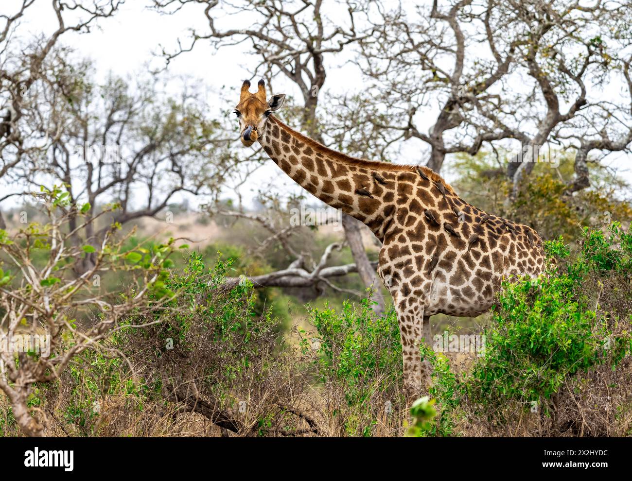 Giraffe nose hi-res stock photography and images - Alamy