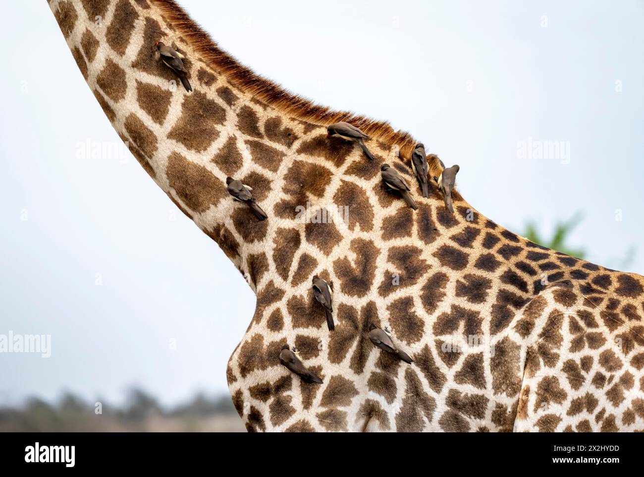 Southern giraffe (Giraffa giraffa giraffa) with a group of yellow ...