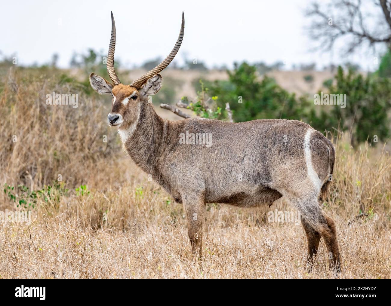 Ellipsen waterbuck (Kobus ellipsiprymnus), adult male, Kruger National ...