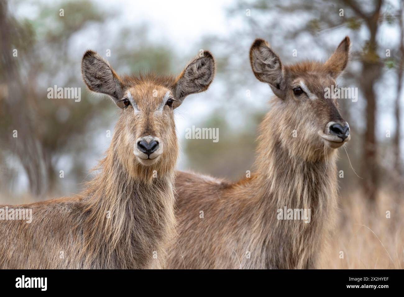 Ellipsen waterbuck (Kobus ellipsiprymnus), two adult Wei, animal ...