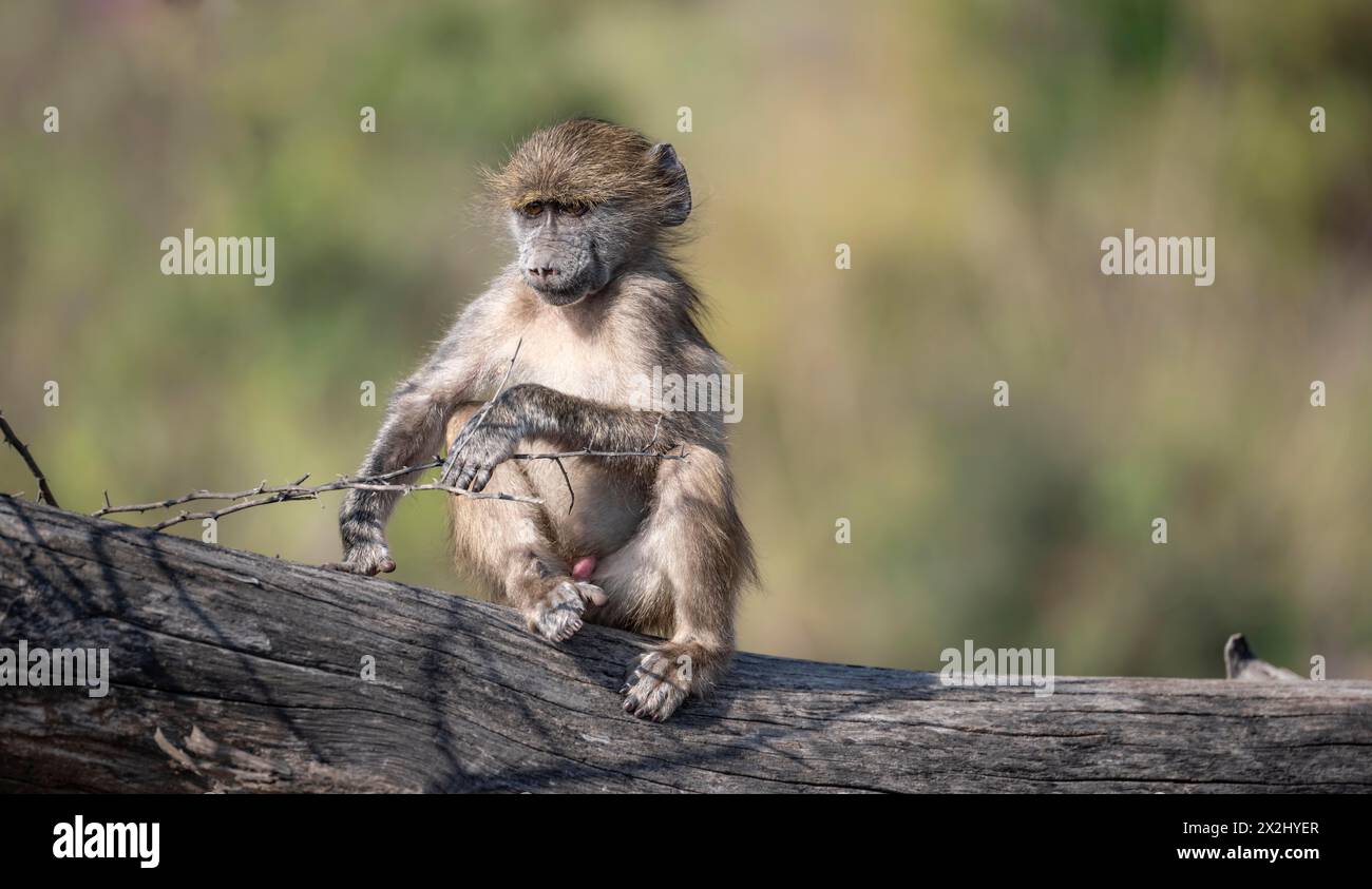 Chacma baboon (Papio ursinus), male young sitting on a tree trunk ...