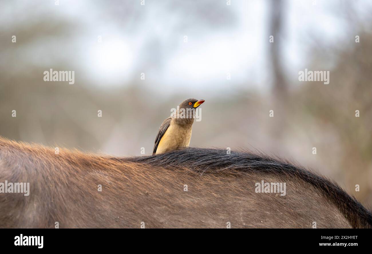 Yellow-billed oxpecker (Buphagus africanus) on the back of a african ...