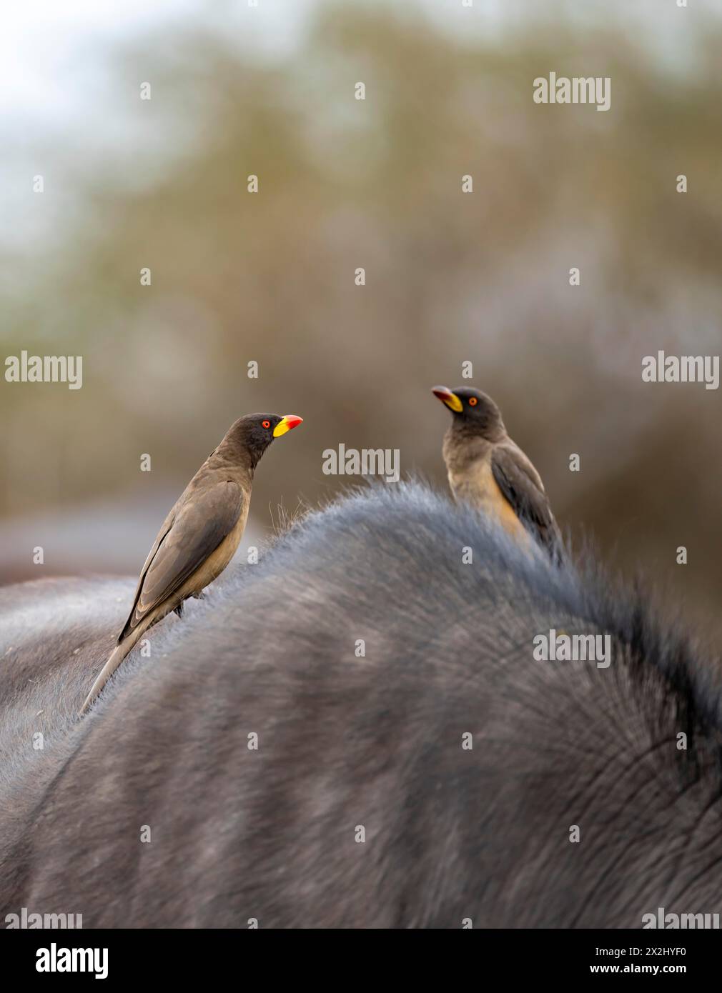 Yellow-billed oxpecker (Buphagus africanus) on the back of a african ...