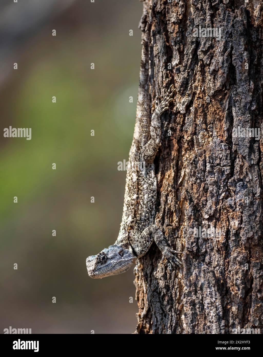 Camouflage tree trunk hi-res stock photography and images - Alamy