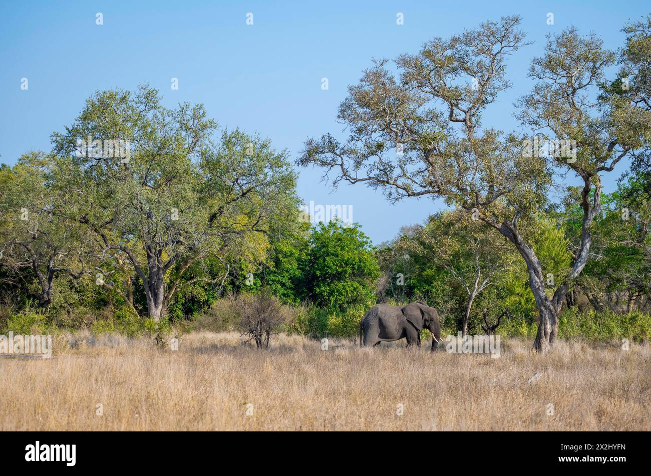 African landscape with elephant hi-res stock photography and images - Alamy