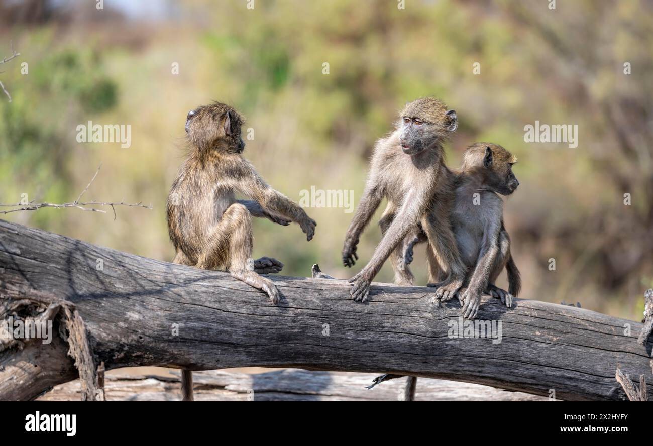 Chacma baboons (Papio ursinus), three cubs playing on a tree trunk ...