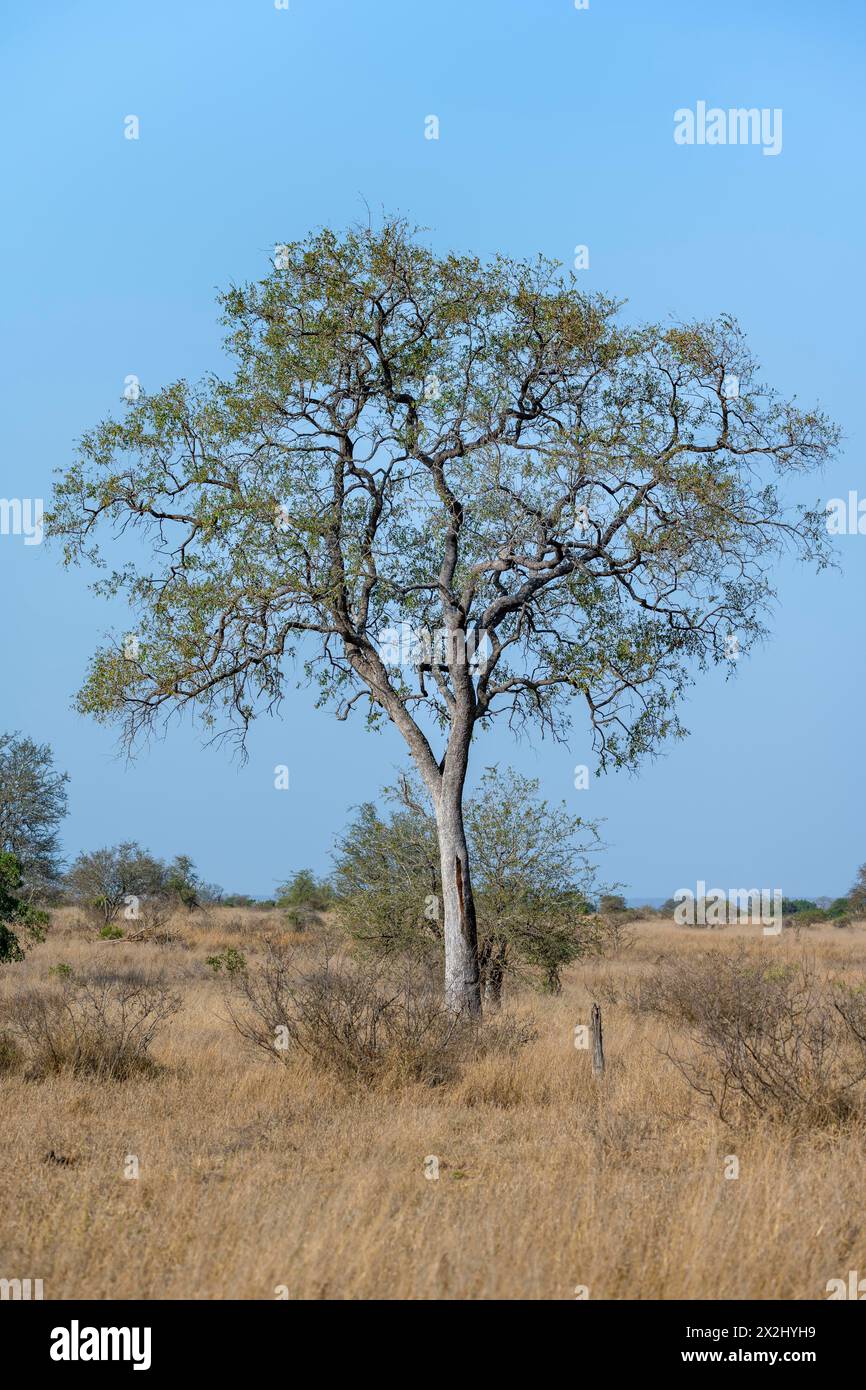 Tree in the African savannah, Kruger National Park, South Africa Stock ...