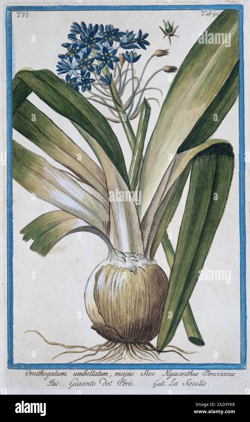 Ornithogalum umbellatum, majus Sive Hyacinthus Peruvianus, hand ...