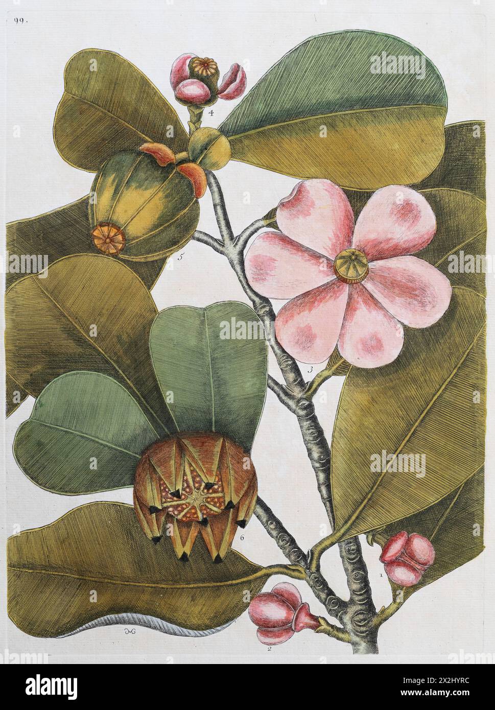 Carolina florida and bahama islands hi-res stock photography and images ...