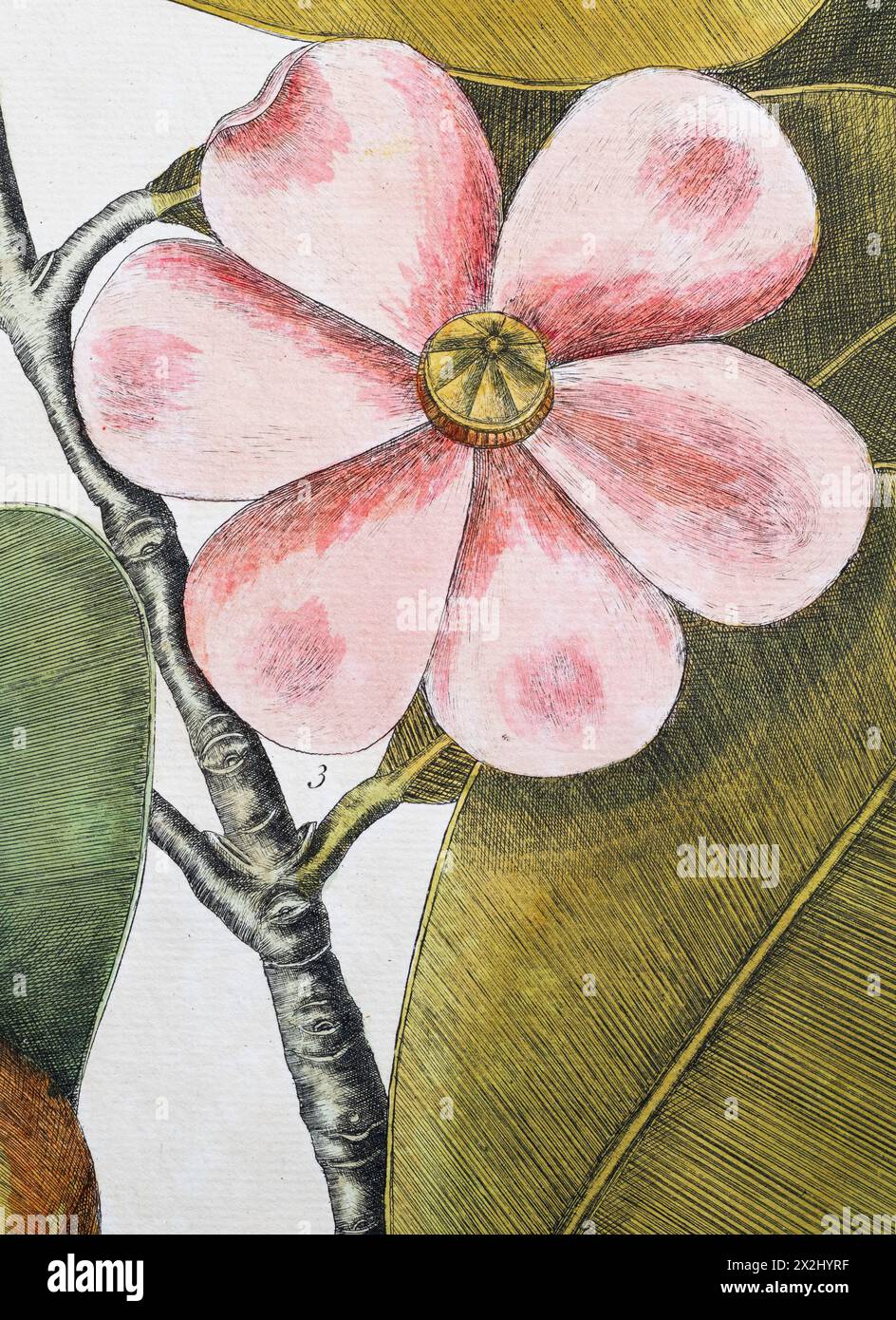 Commiphora tree hi-res stock photography and images - Alamy