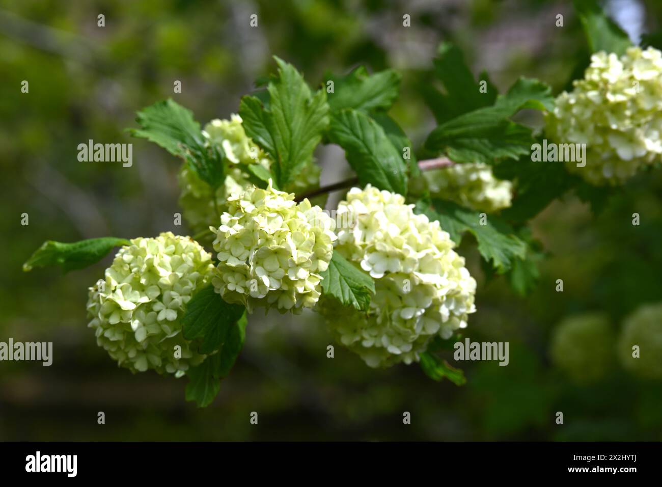 White spring flowers of snowball tree, Viburnum opulus 'Roseum' UK ...