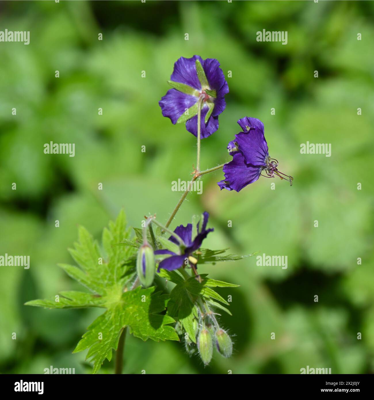 Hardy geranium lily lovell hi-res stock photography and images - Alamy