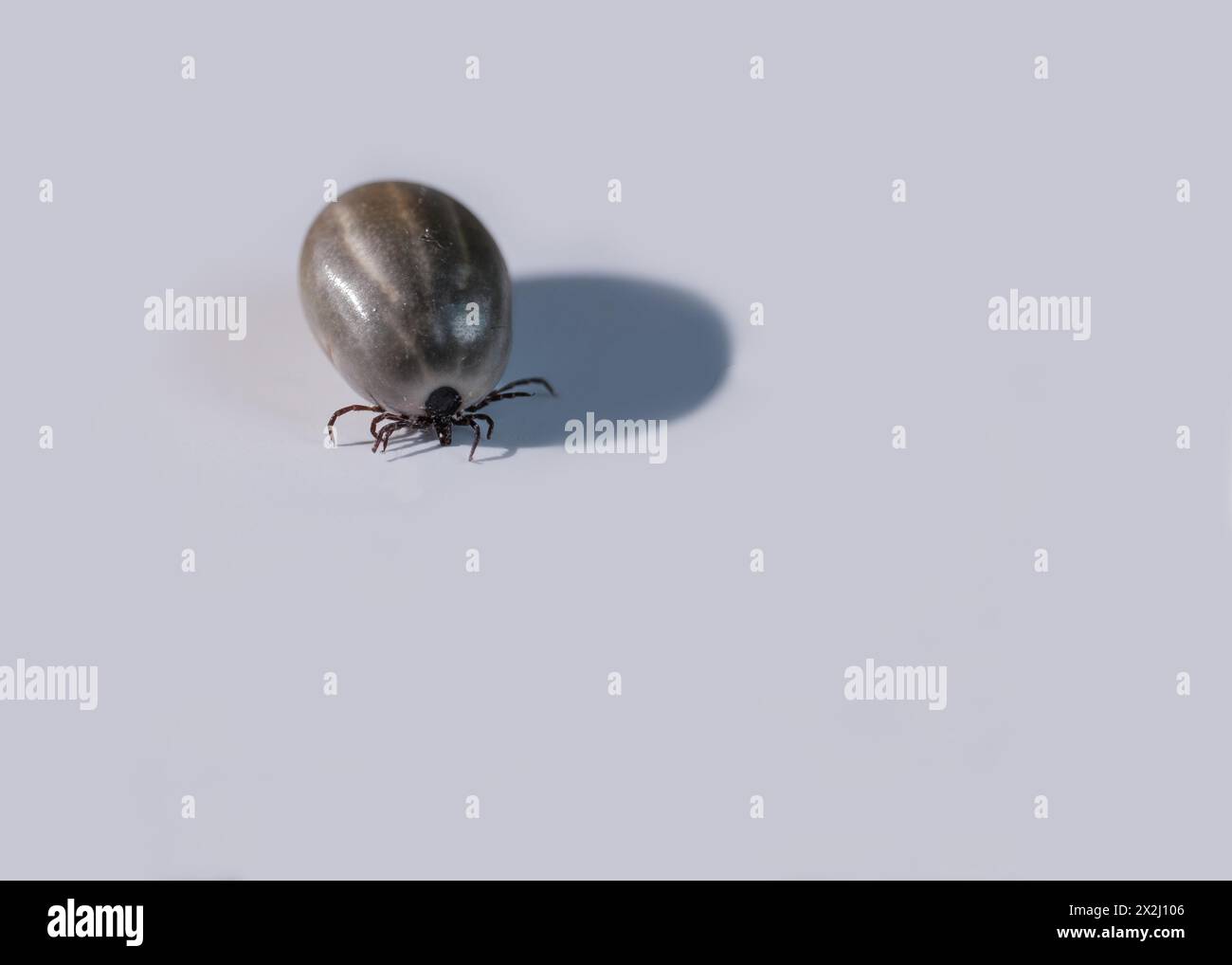 Ixodes ricinus, tick, mite, disease vector, TBE, Lyme disease, portrait ...
