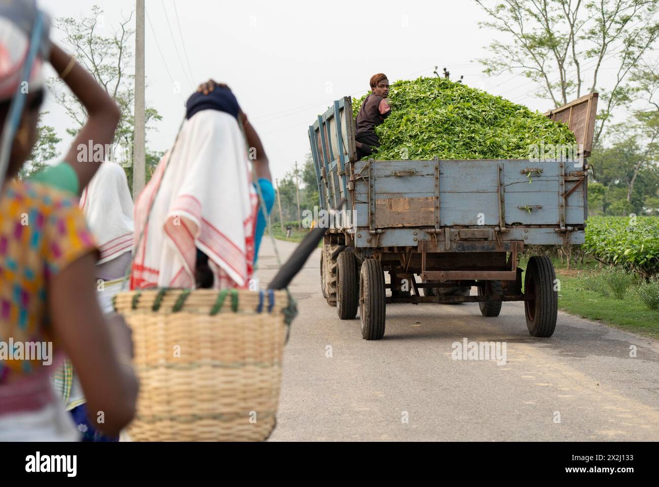 Bokakhat, India. 20 April 2024. A truck loaded with tea leaves going ...