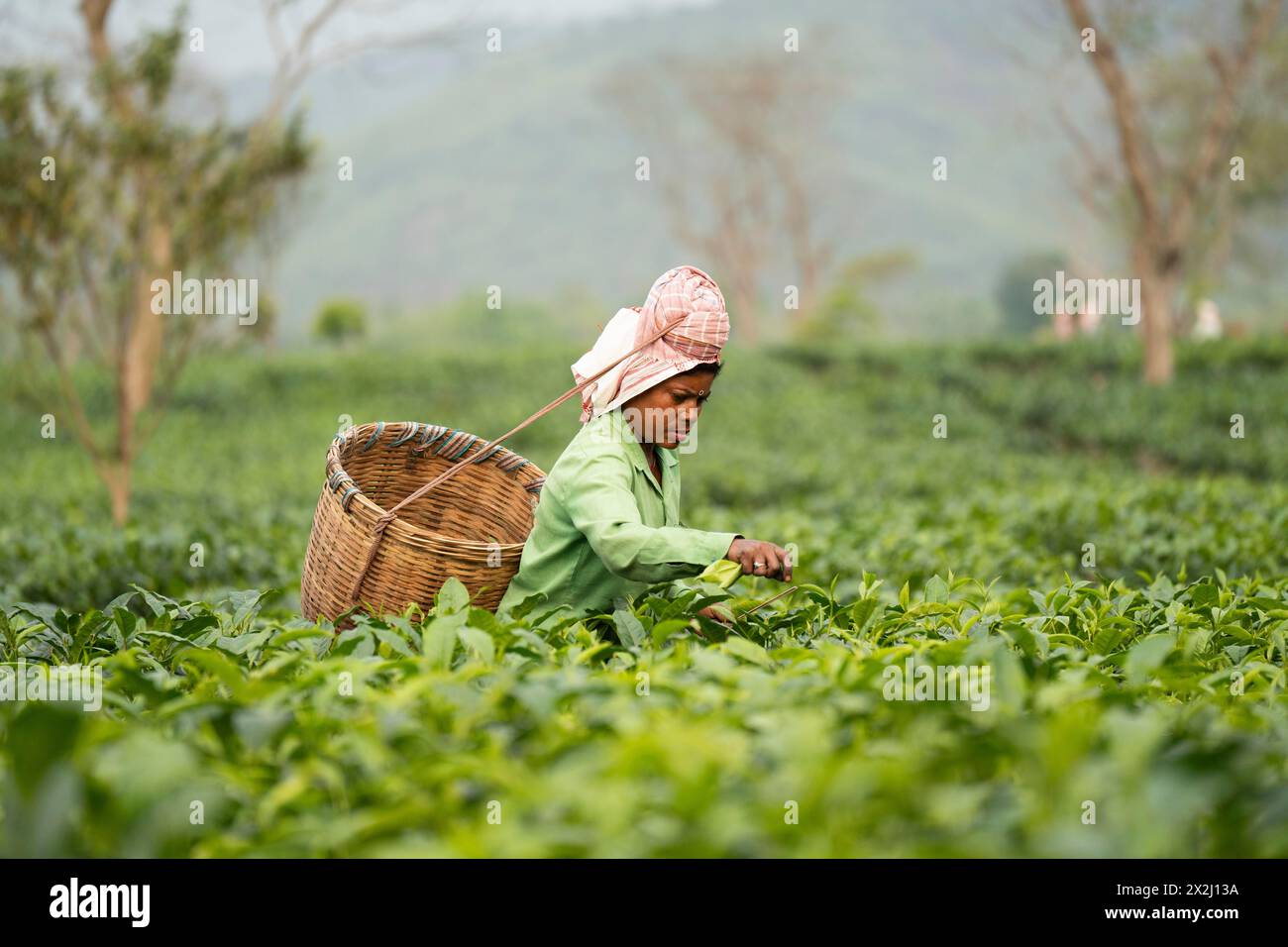 Indian woman plucking tea leaves hi-res stock photography and images ...
