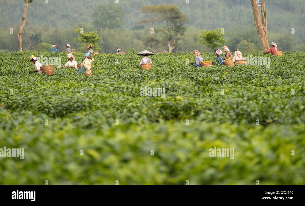 Bokakhat, India. 20 April 2024. Women tea pluckers plucking tea leaves ...