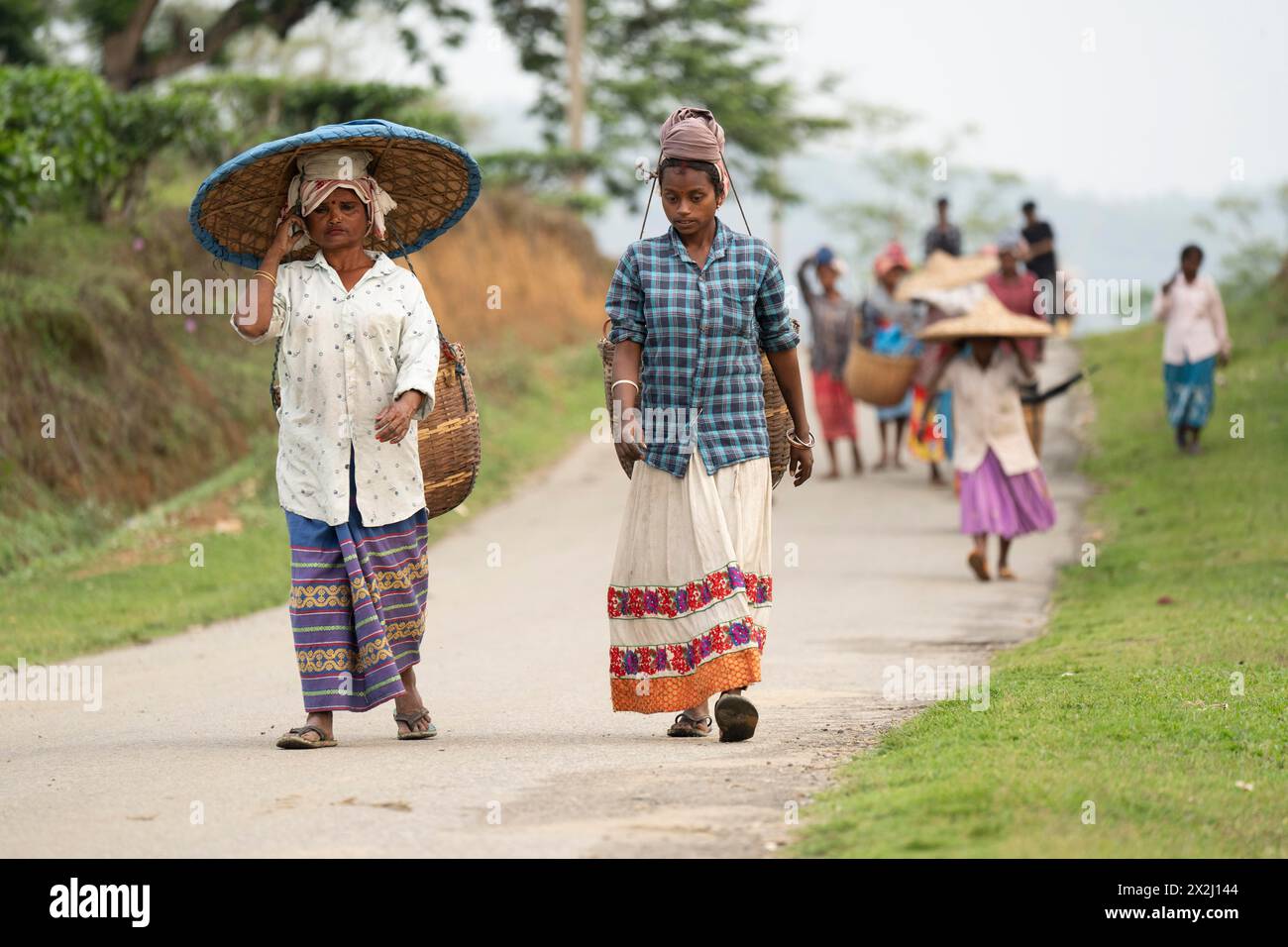 Bokakhat, India. 20 April 2024. Women tea pluckers returns after ...