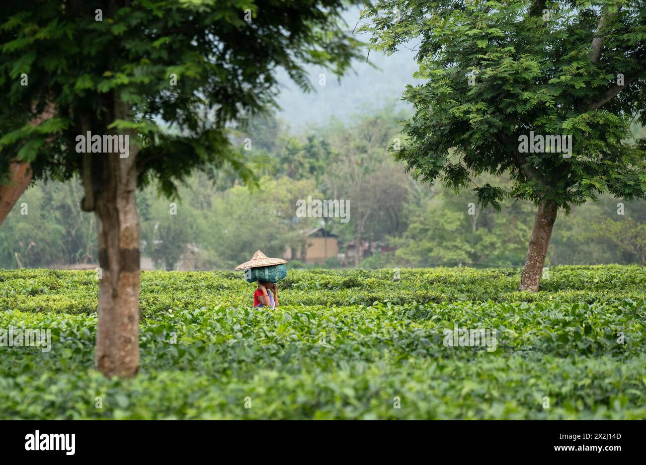 Bokakhat, India. 20 April 2024. Women tea pluckers carries tea leaves ...