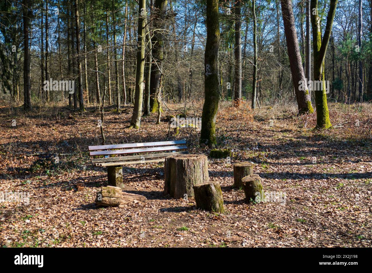 Sitzplatz mit Bank und Holzstämmen im Wald bei Iffezheim Stock Photo ...