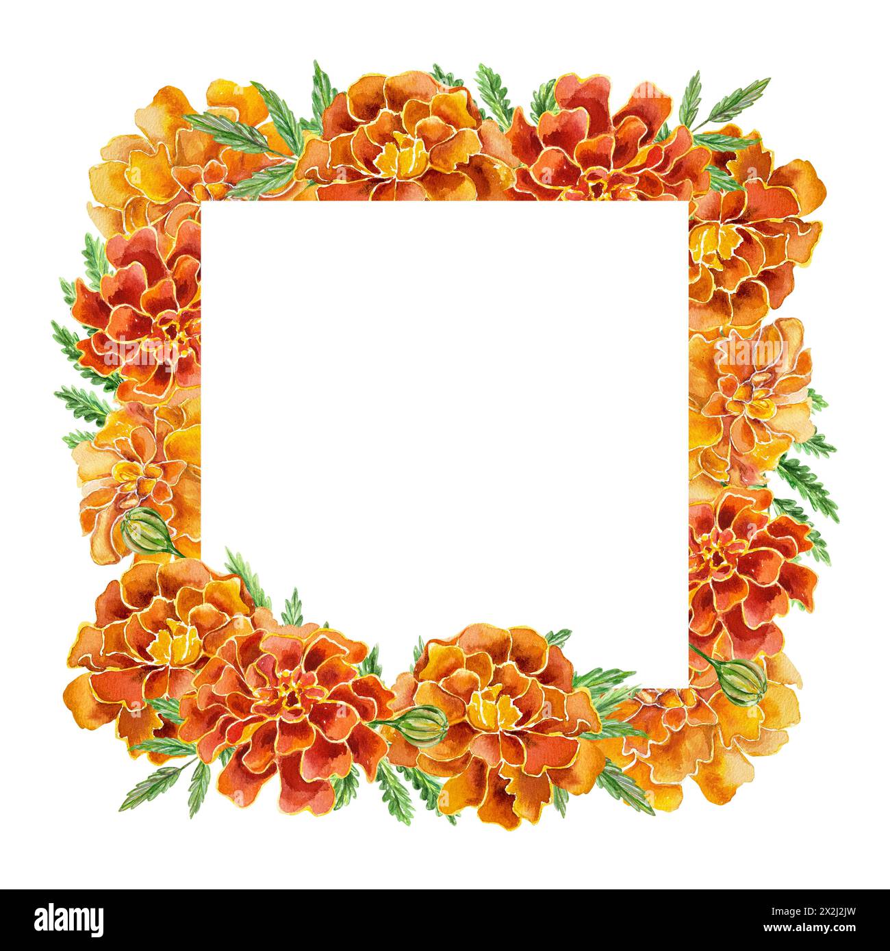 Summer border marigolds Cut Out Stock Images & Pictures - Alamy