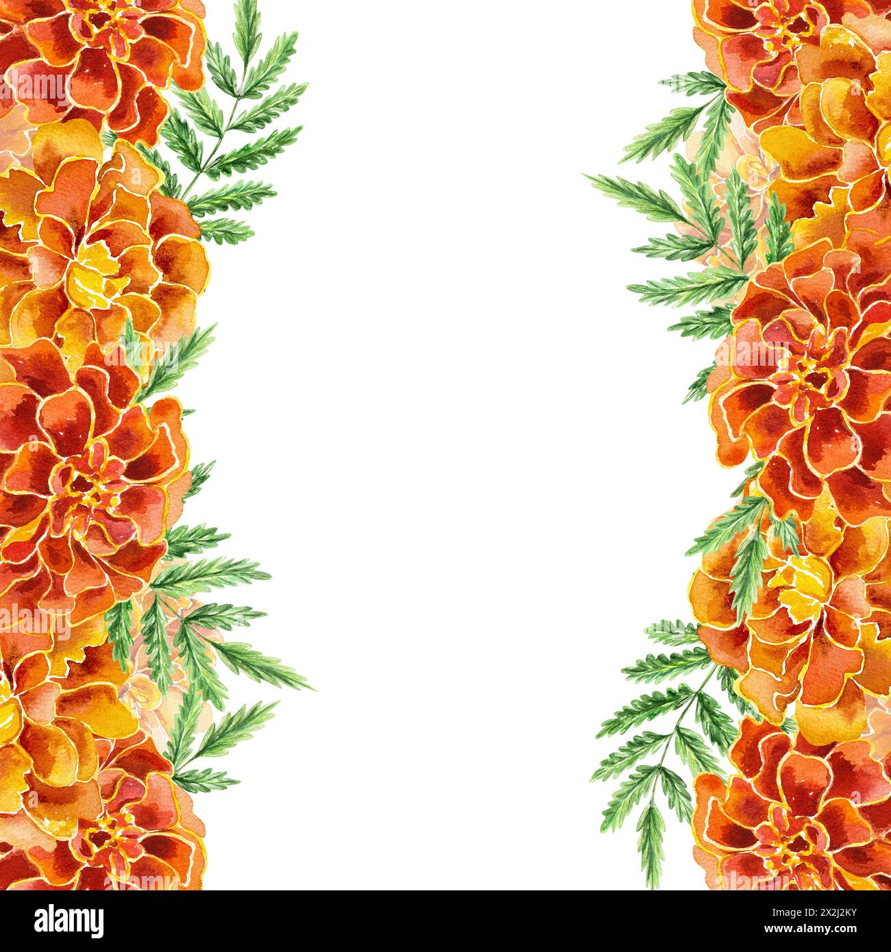Marigolds vertical frame. Hand drawn watercolor illustration of flowers ...