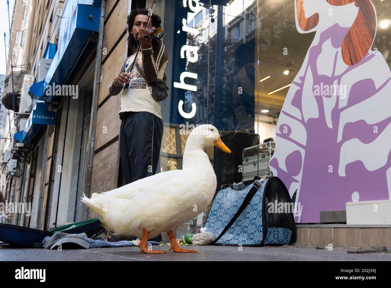 Duck wildlife in santiago chile hi-res stock photography and images - Alamy
