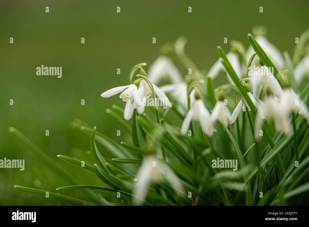 Snowdrop Galanthus nivalis on a lawn in early spring Stock Photo - Alamy