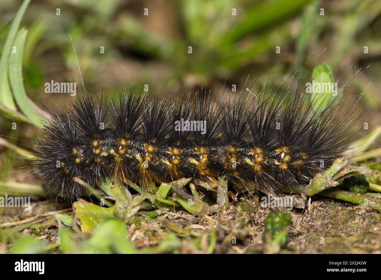 Salt marsh moth caterpillar (Estigmene acrea) insect ground level ...