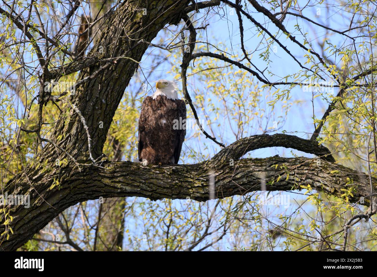 Bald Eagle standing on a branch in the tree Stock Photo - Alamy
