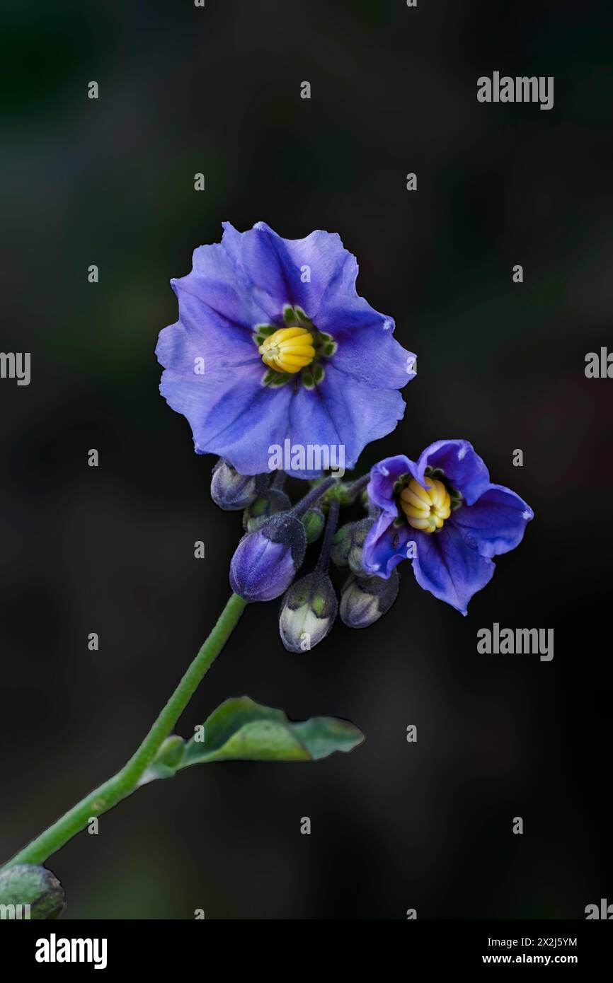 Violet nightshade plant hi-res stock photography and images - Alamy