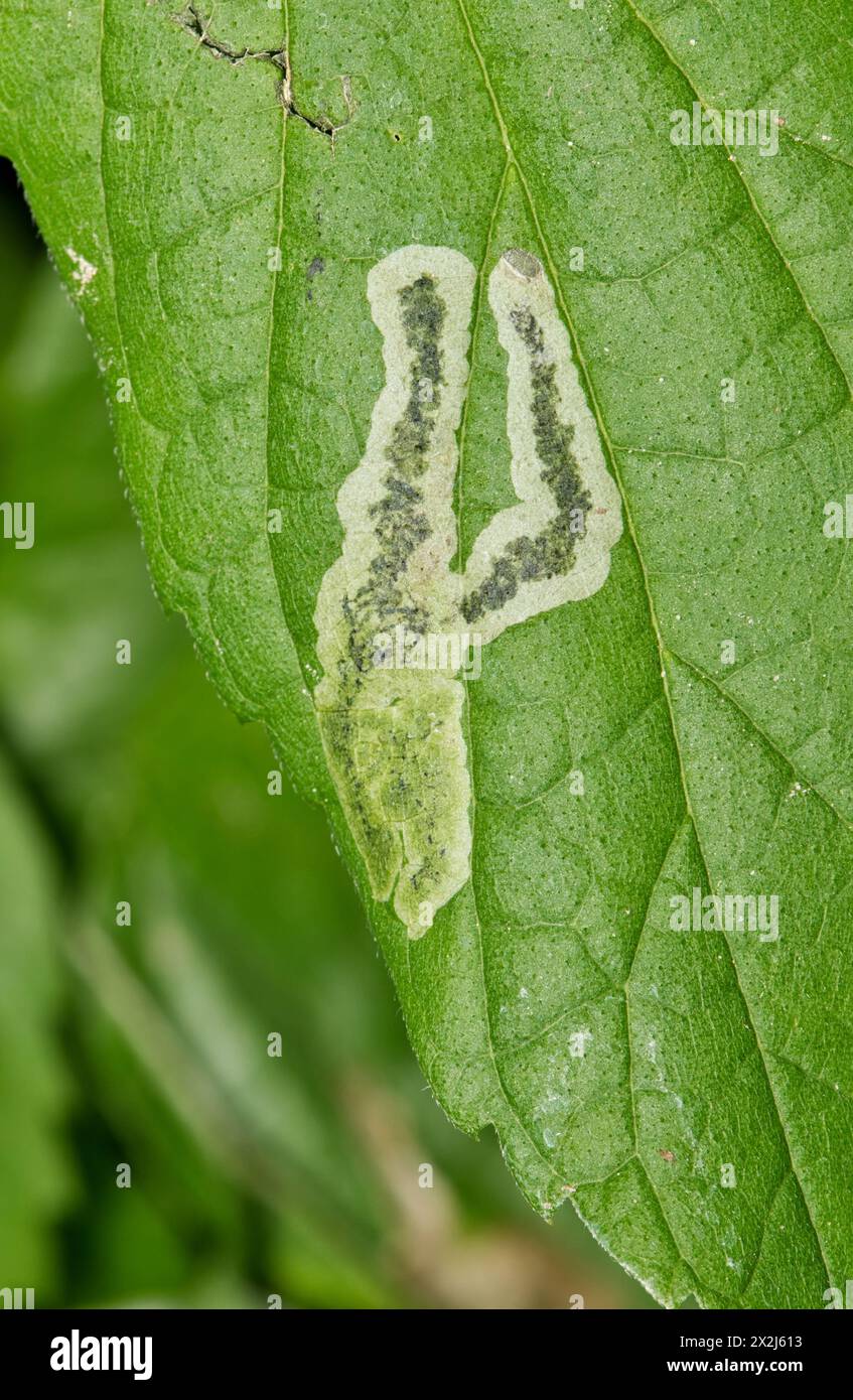 Hackberry tree leaves (Celtis occidentalis) with leaf miner insect ...