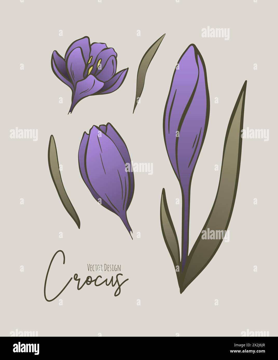 Botanical colored set of line illustration of crocus flowers for ...