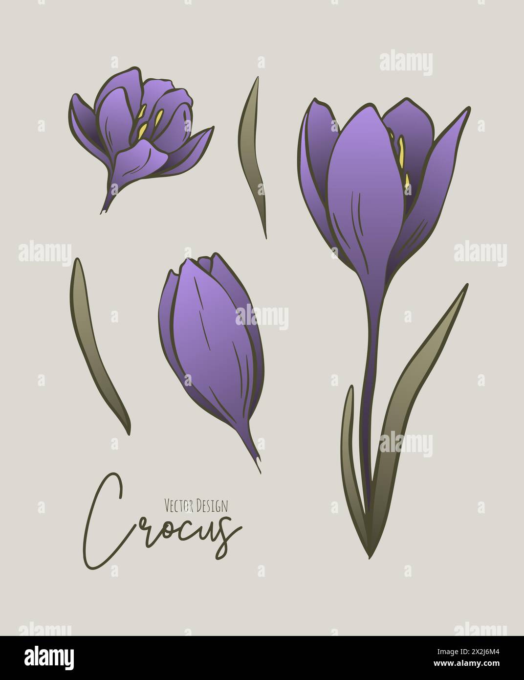 Botanical colored set of line illustration of crocus flowers for ...