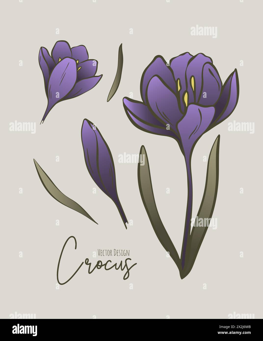 Botanical colored set of line illustration of crocus flowers for ...
