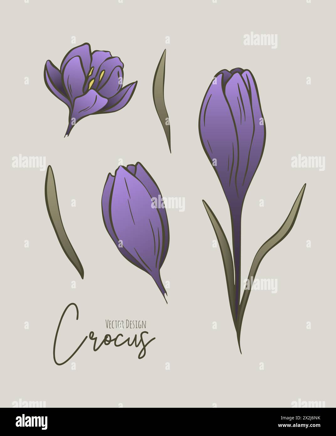 Botanical colored set of line illustration of crocus flowers for ...