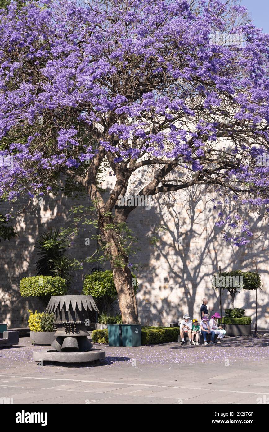 Jacaranda tree in full flower , Jacaranda mimosifolia ; with purple flowers, Chapultepec Park ...
