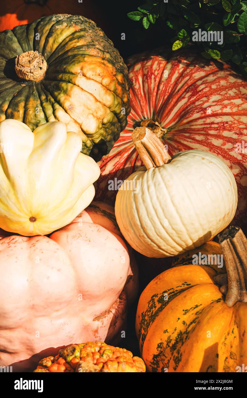 Colorful decorative pumpkins of different sizes and shapes, fall ...