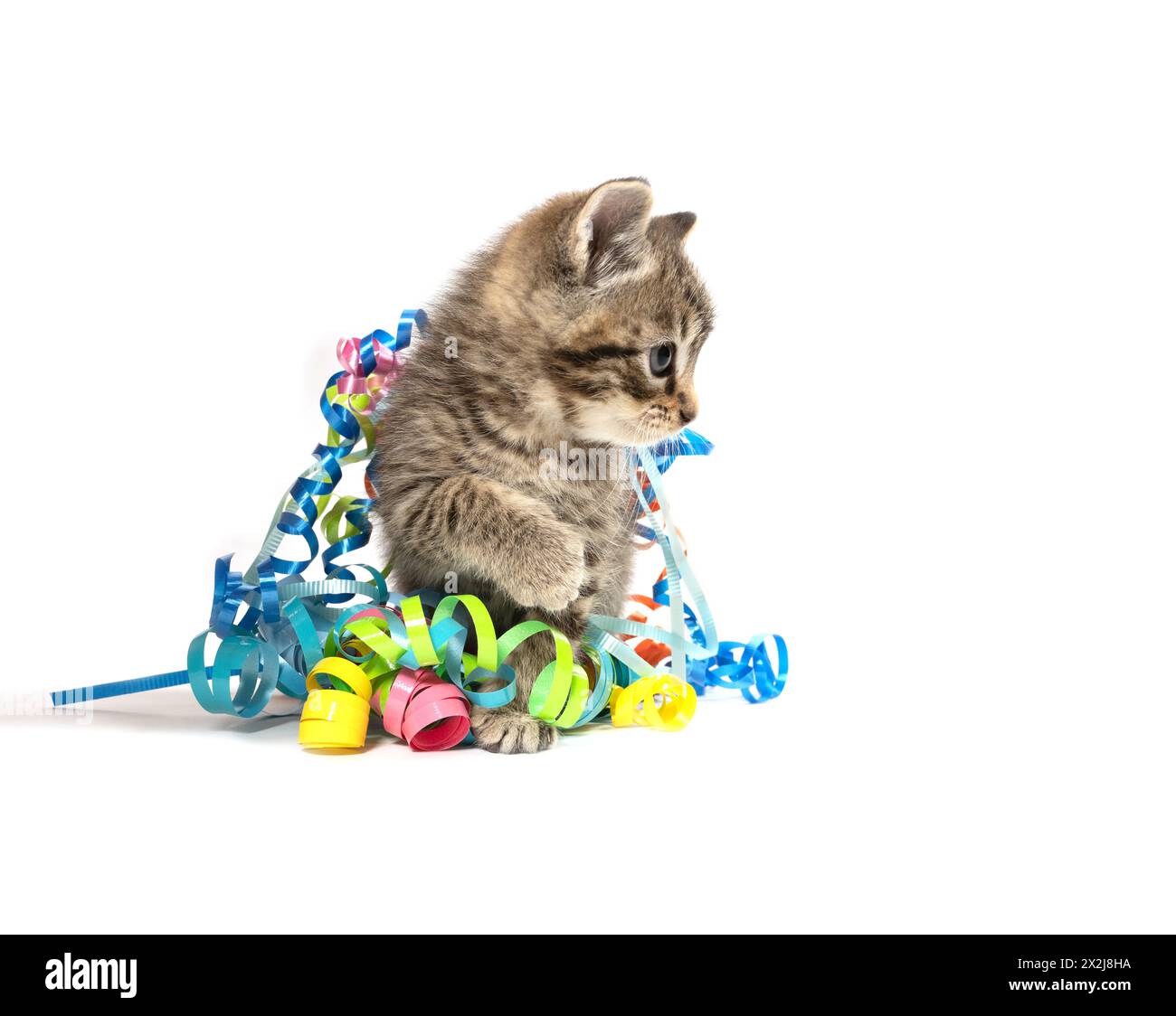 Cute young tabby kitten playing with colorful ribbon isolated on white ...
