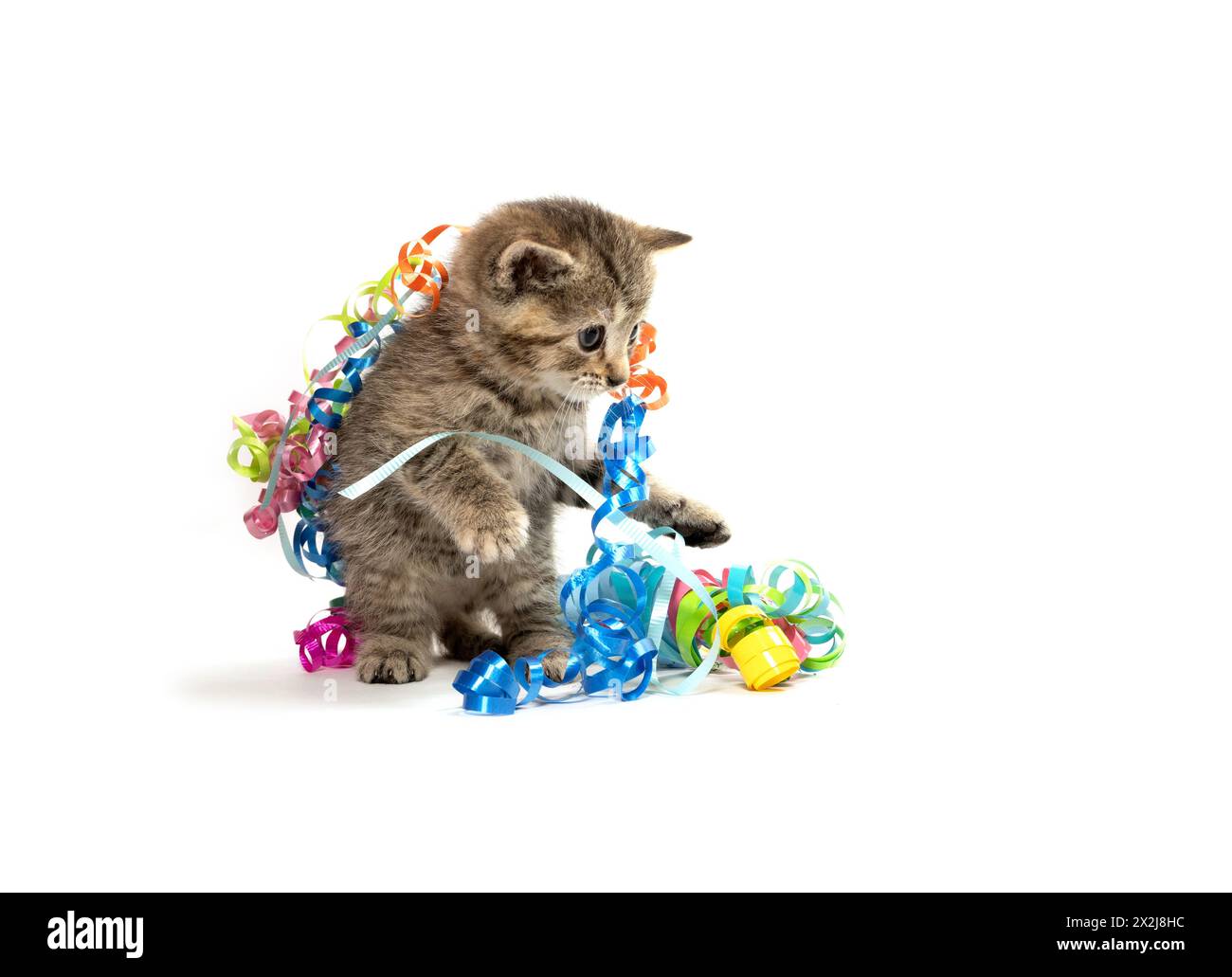 Cute young tabby kitten playing with colorful ribbon isolated on white ...
